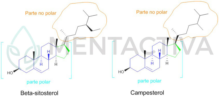 Fitoesteroles en cosmética - Mentactiva